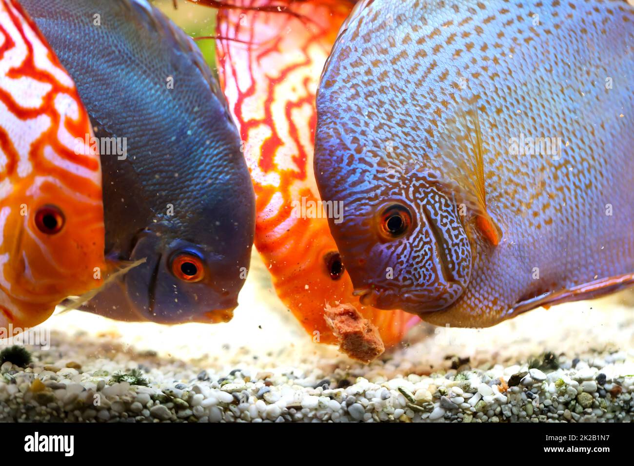 Discus fish, discus cichlids at feeding time. They bite off the food ...