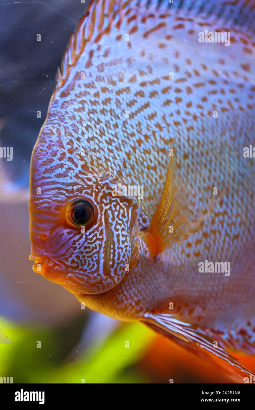 Portrait of a discus discus cichlid in a blackwater aquarium Stock ...