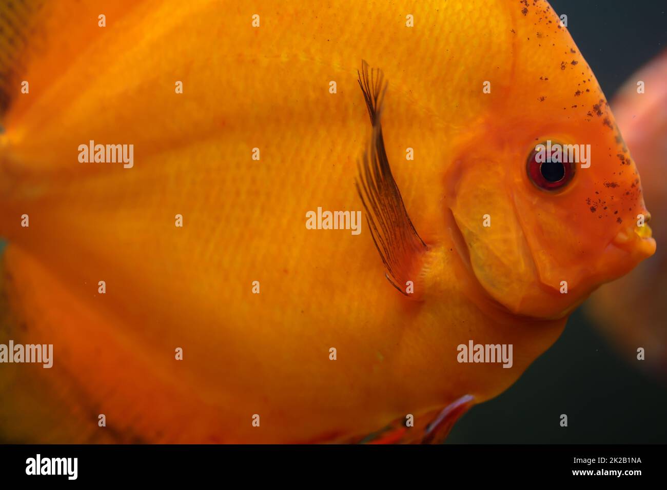 Portrait of a discus discus cichlid in a blackwater aquarium Stock ...