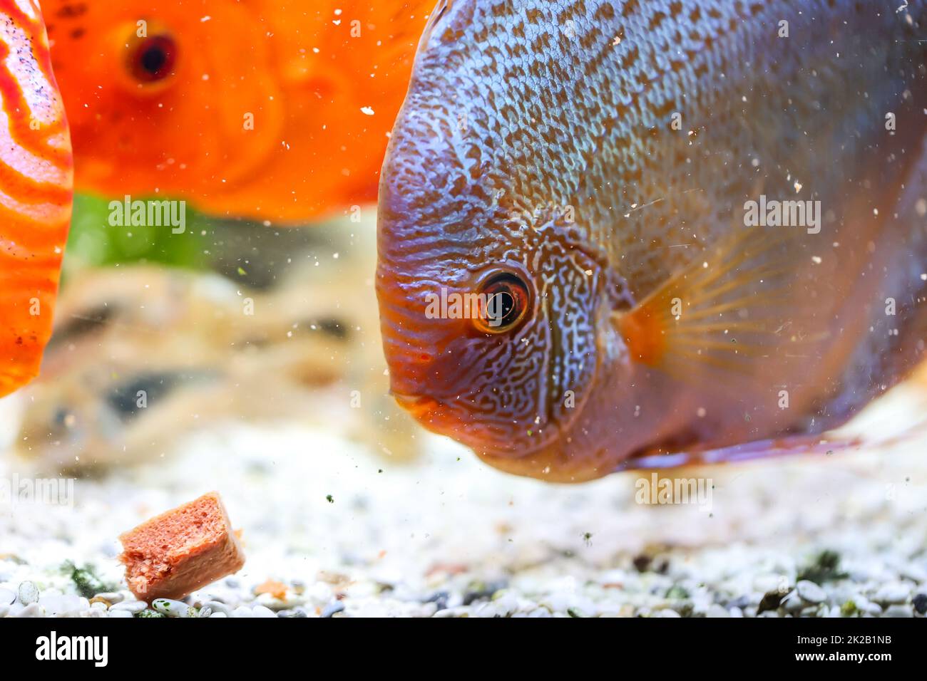 Discus fish, discus cichlids at feeding time. They bite off the food ...