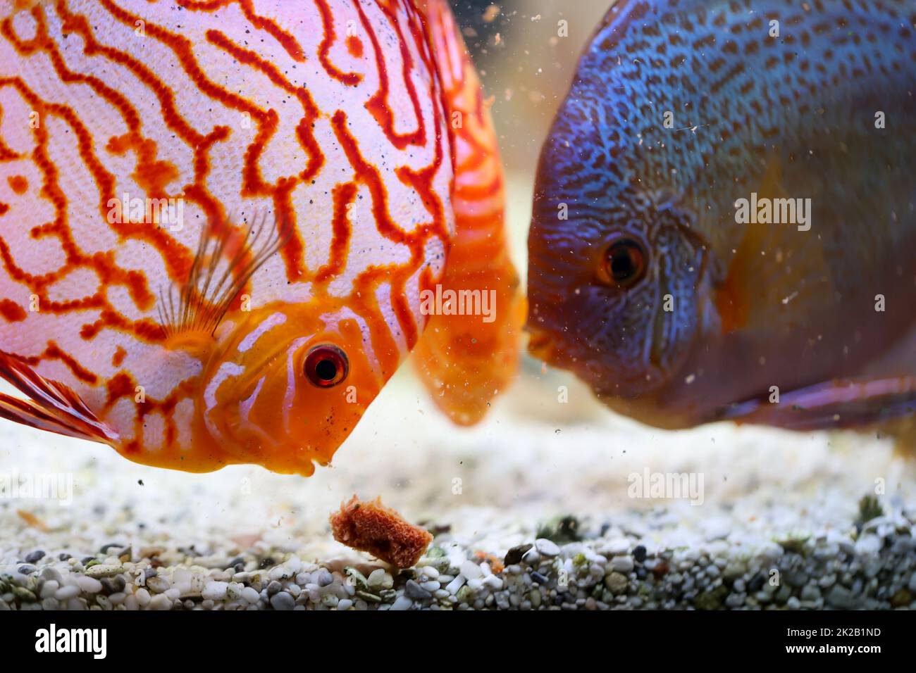 Discus fish, discus cichlids at feeding time. They bite off the food ...