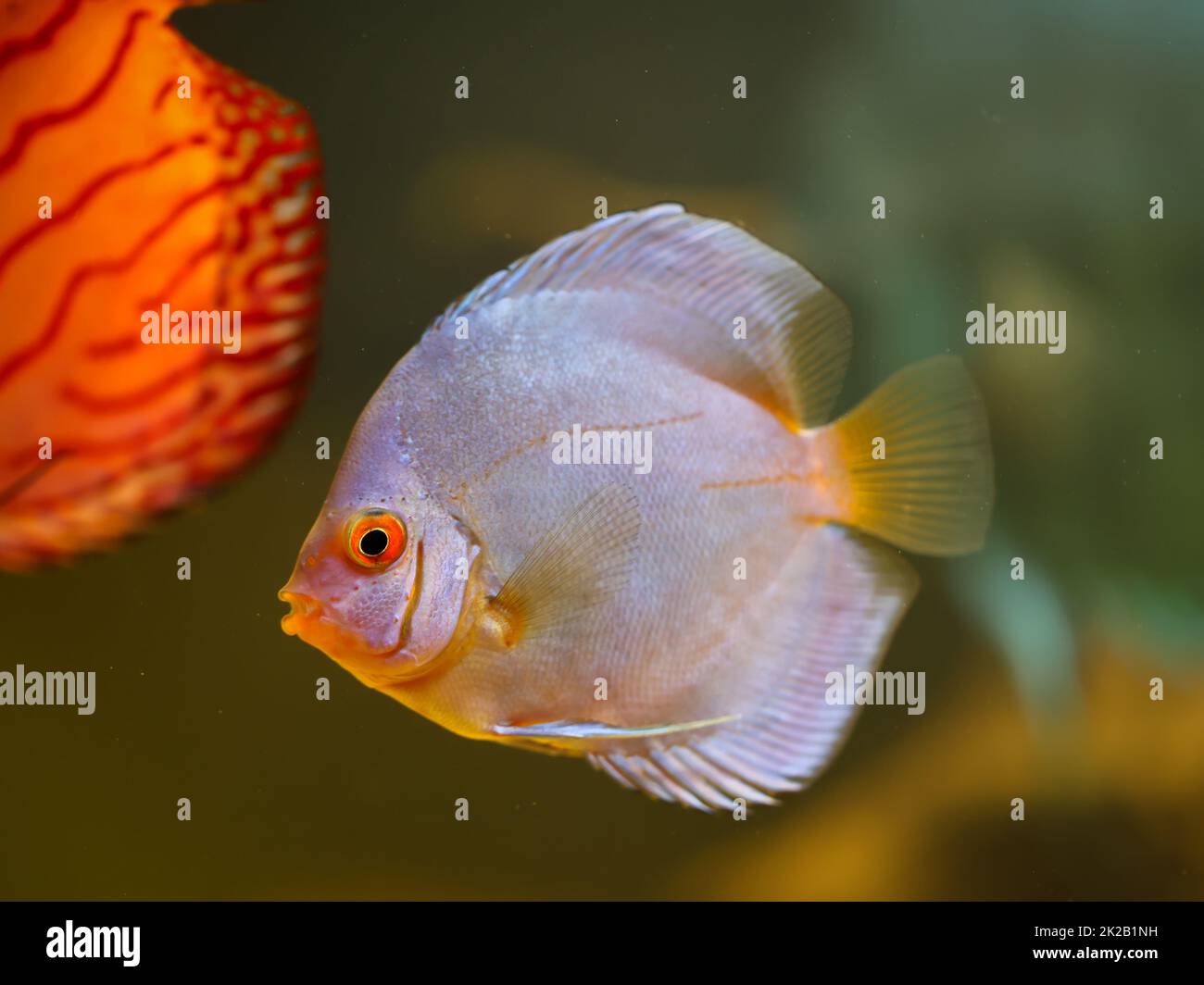 Portrait of a discus discus cichlid in a blackwater aquarium Stock ...