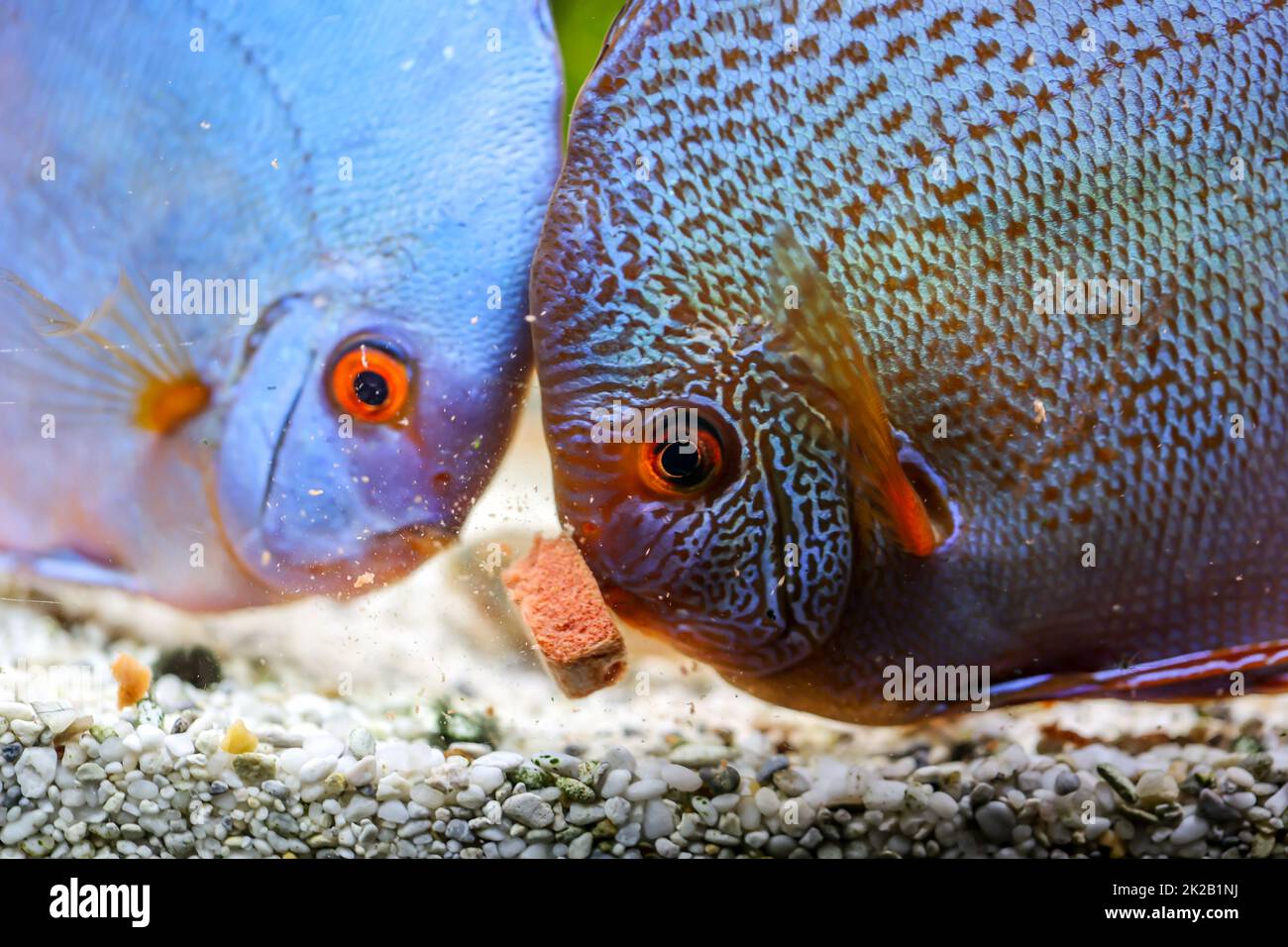 Discus fish, discus cichlids at feeding time. They bite off the food ...