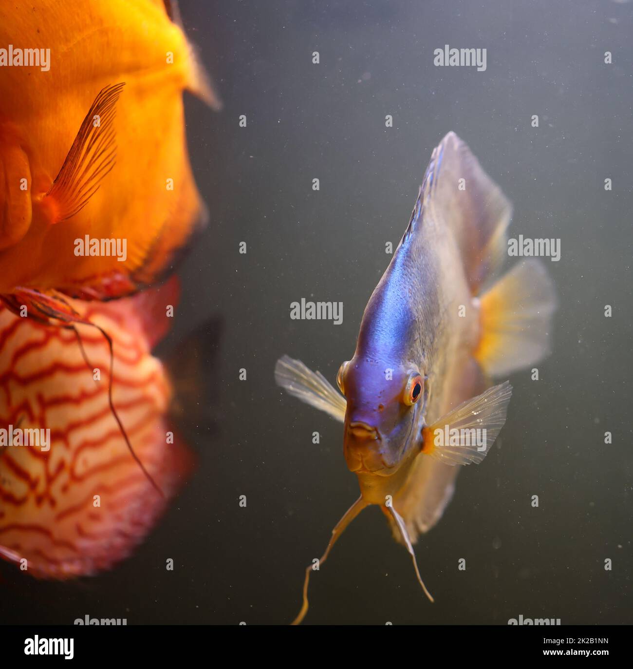 Portrait of a discus discus cichlid in a blackwater aquarium Stock ...