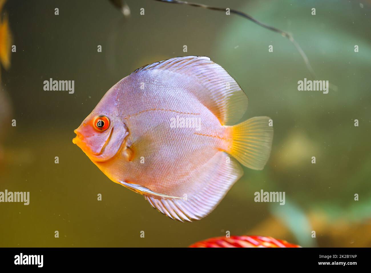 Portrait of a discus discus cichlid in a blackwater aquarium Stock ...