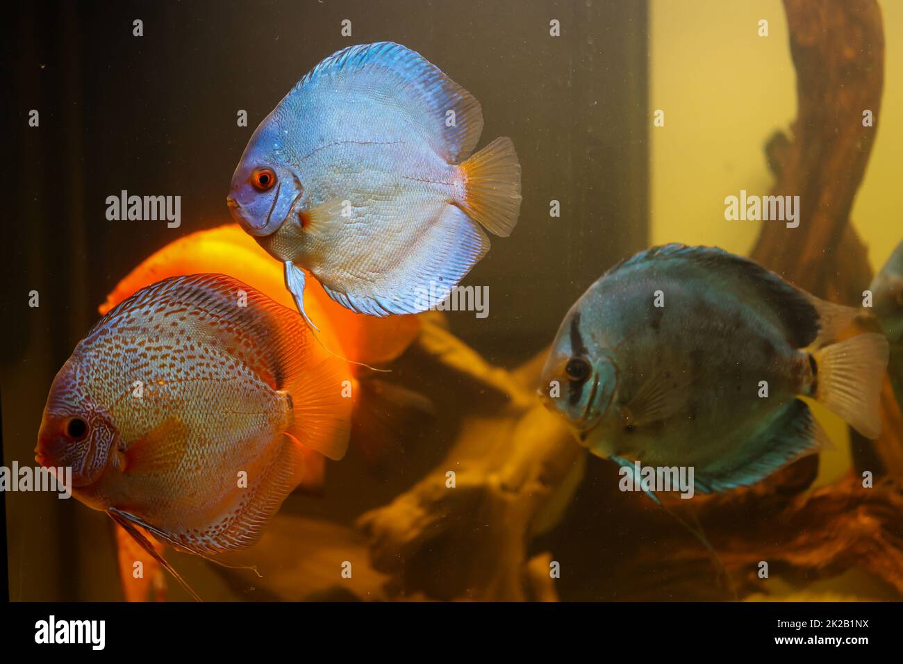 Portrait of a discus discus cichlid in a blackwater aquarium Stock ...