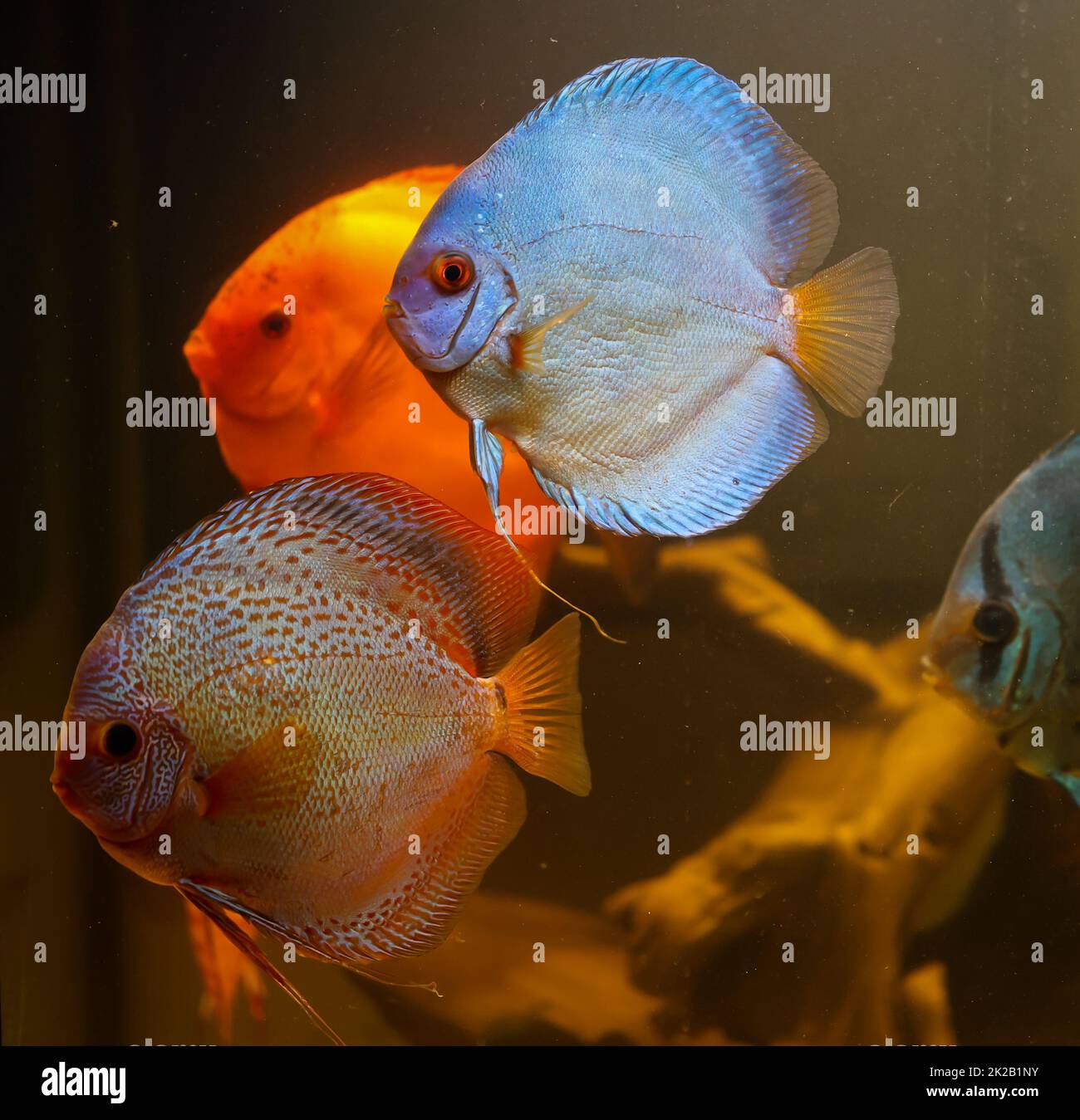 Portrait of a discus discus cichlid in a blackwater aquarium Stock ...