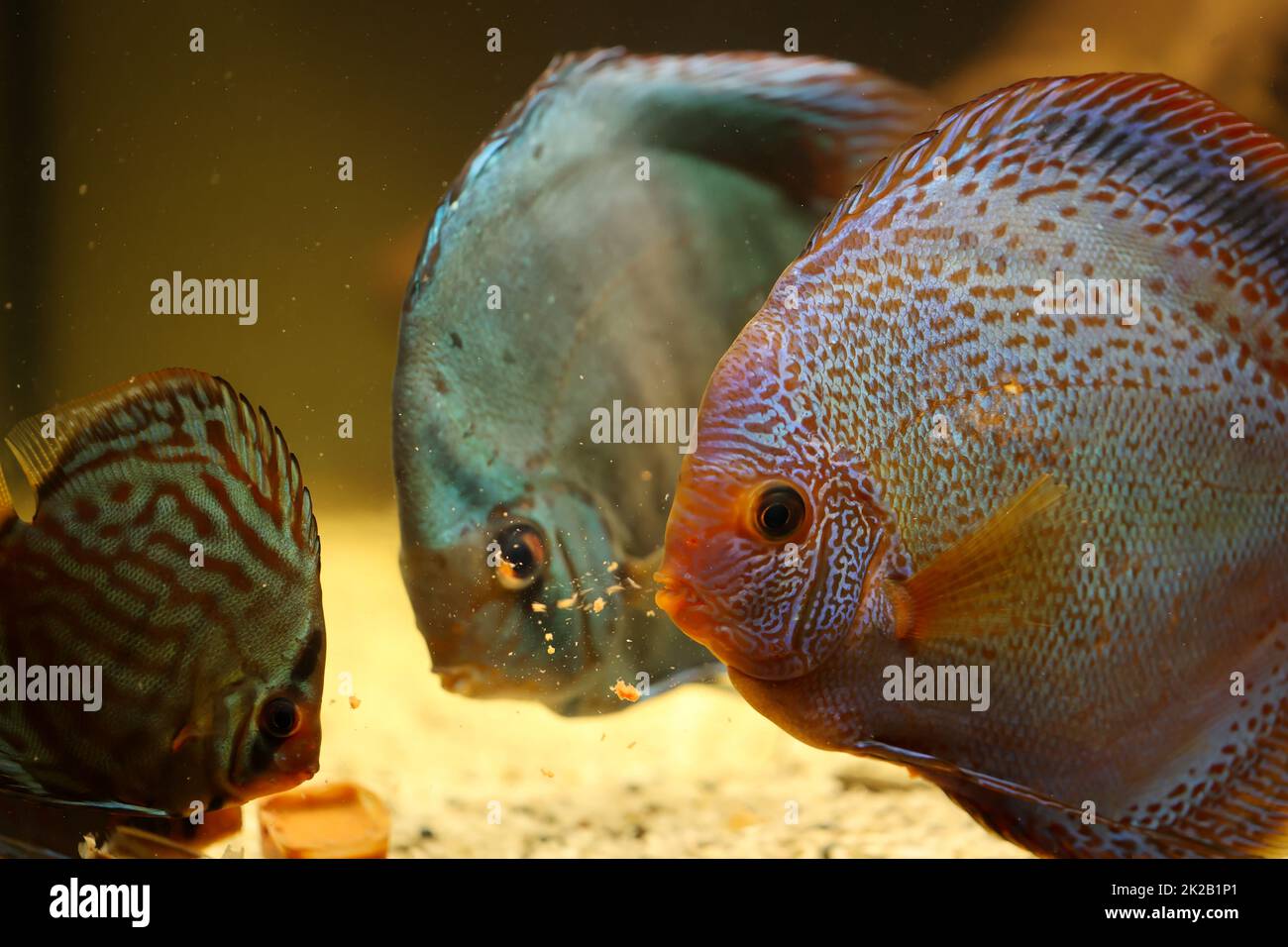 Discus fish, discus cichlids at feeding time. They bite off the food ...