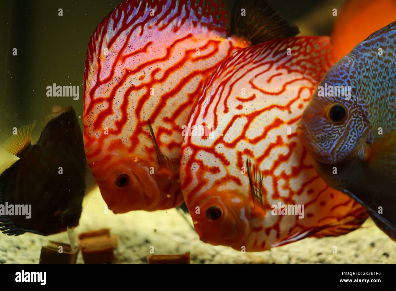 Discus fish, discus cichlids at feeding time. They bite off the food ...