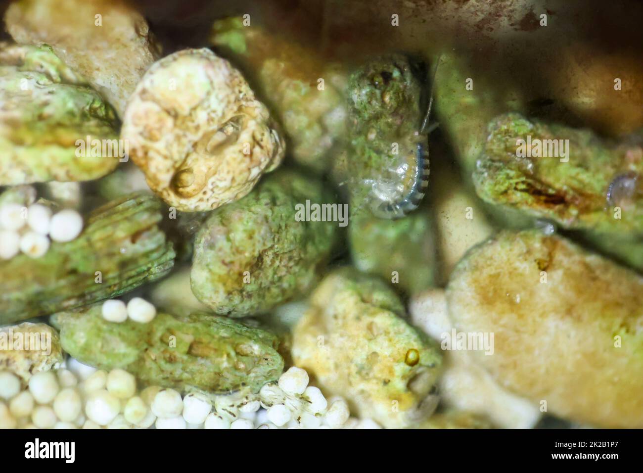 Small live crayfish hidden in the substrate in a marine aquarium Stock ...