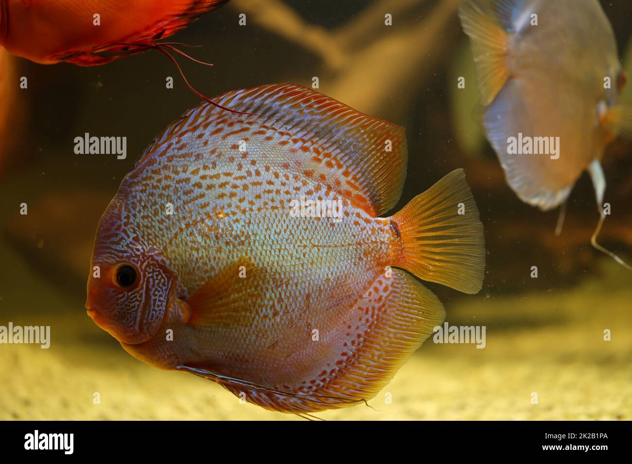 Portrait of a discus discus cichlid in a blackwater aquarium Stock ...
