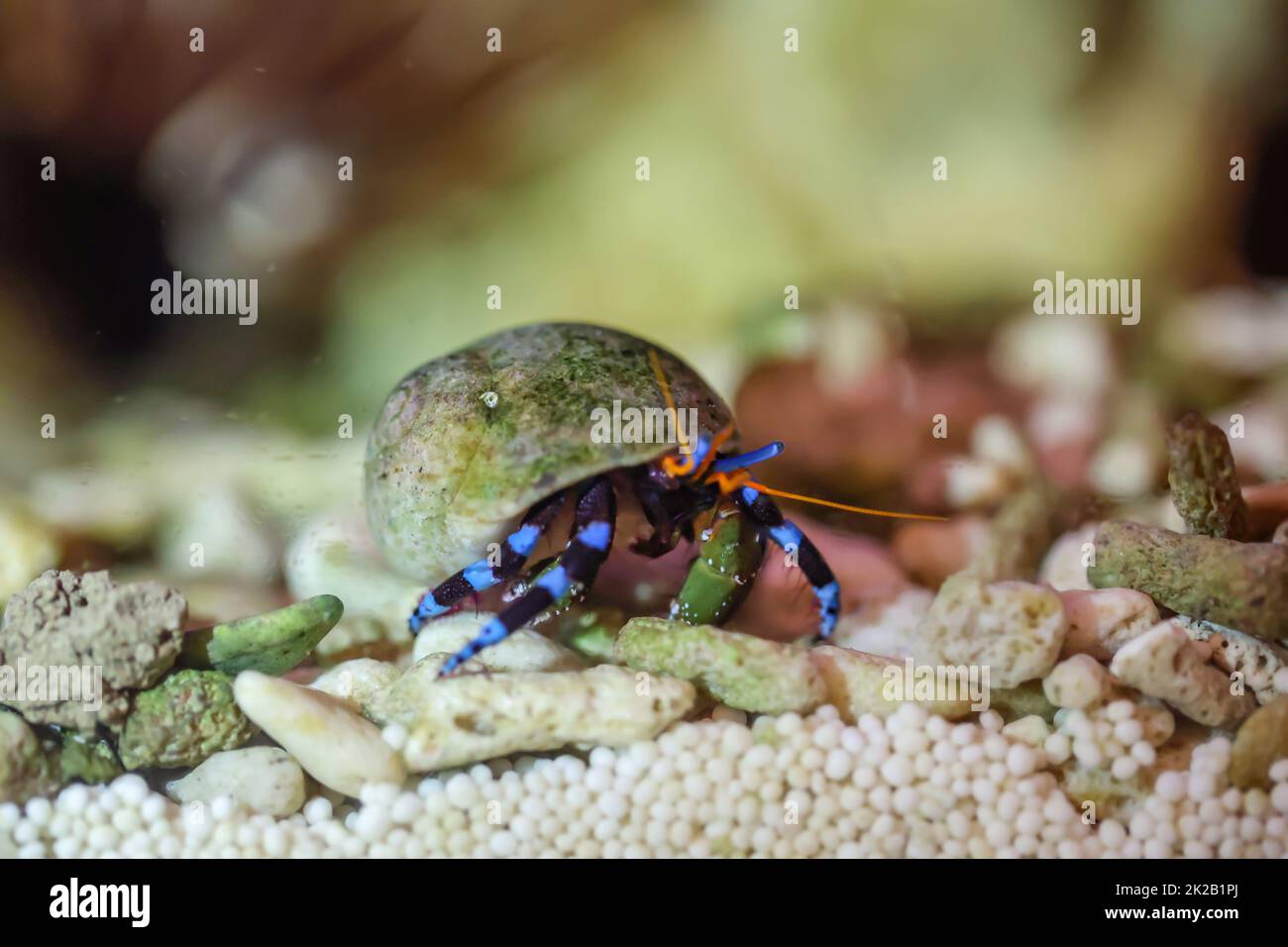 A hermit crab, crab in a snail shell in a marine aquarium Stock Photo ...