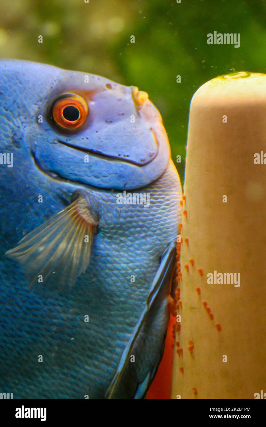 A female discus fish spawning at the spawning cone. You can see well ...