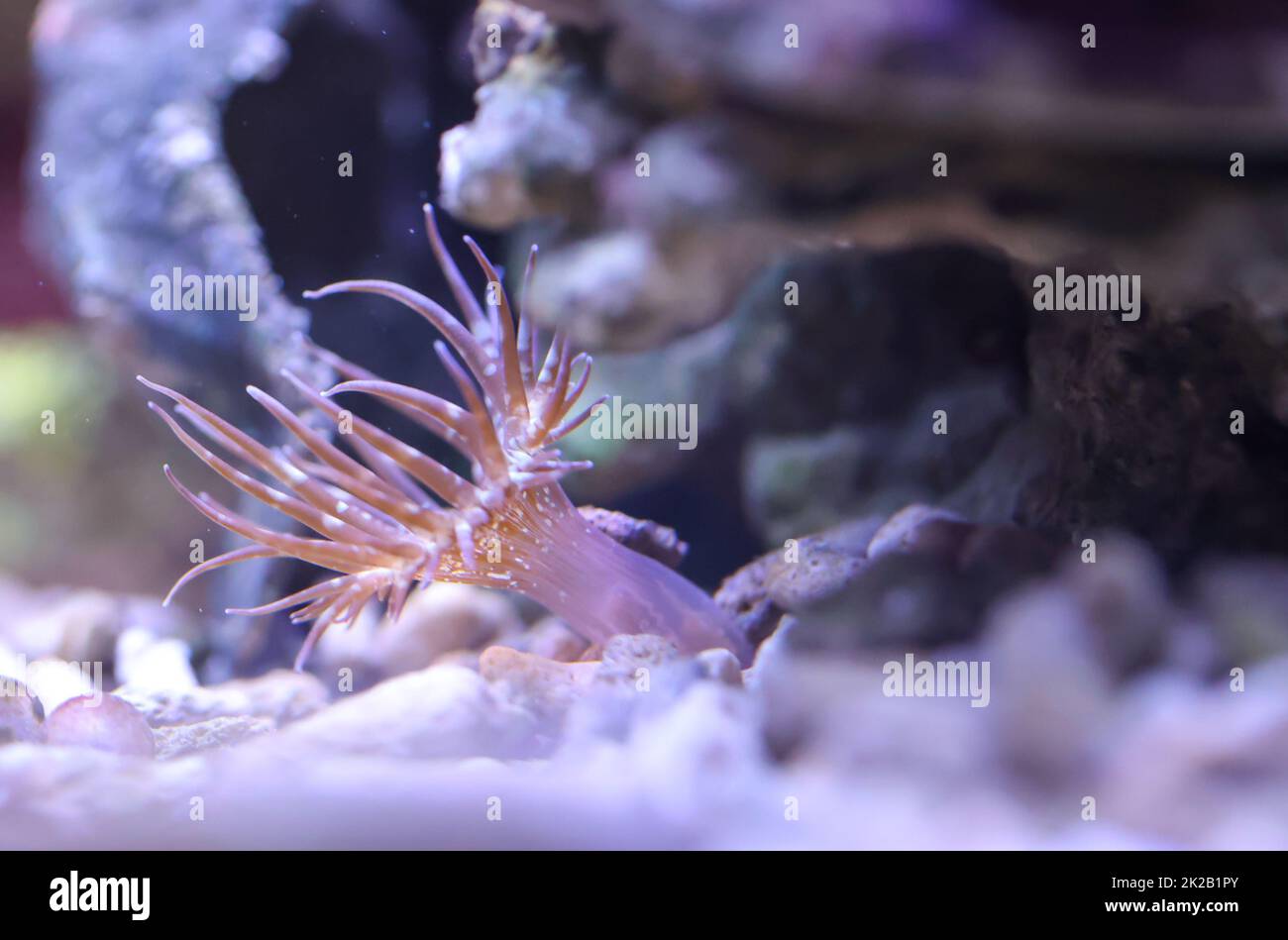 A glass rose in a marine aquarium. Glass roses are anemones Stock Photo ...
