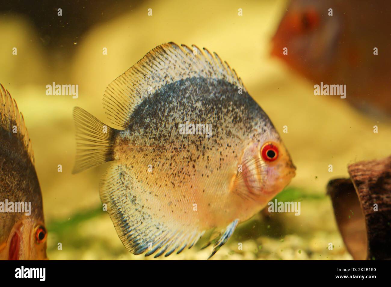 Portrait of a discus discus cichlid in a blackwater aquarium Stock ...