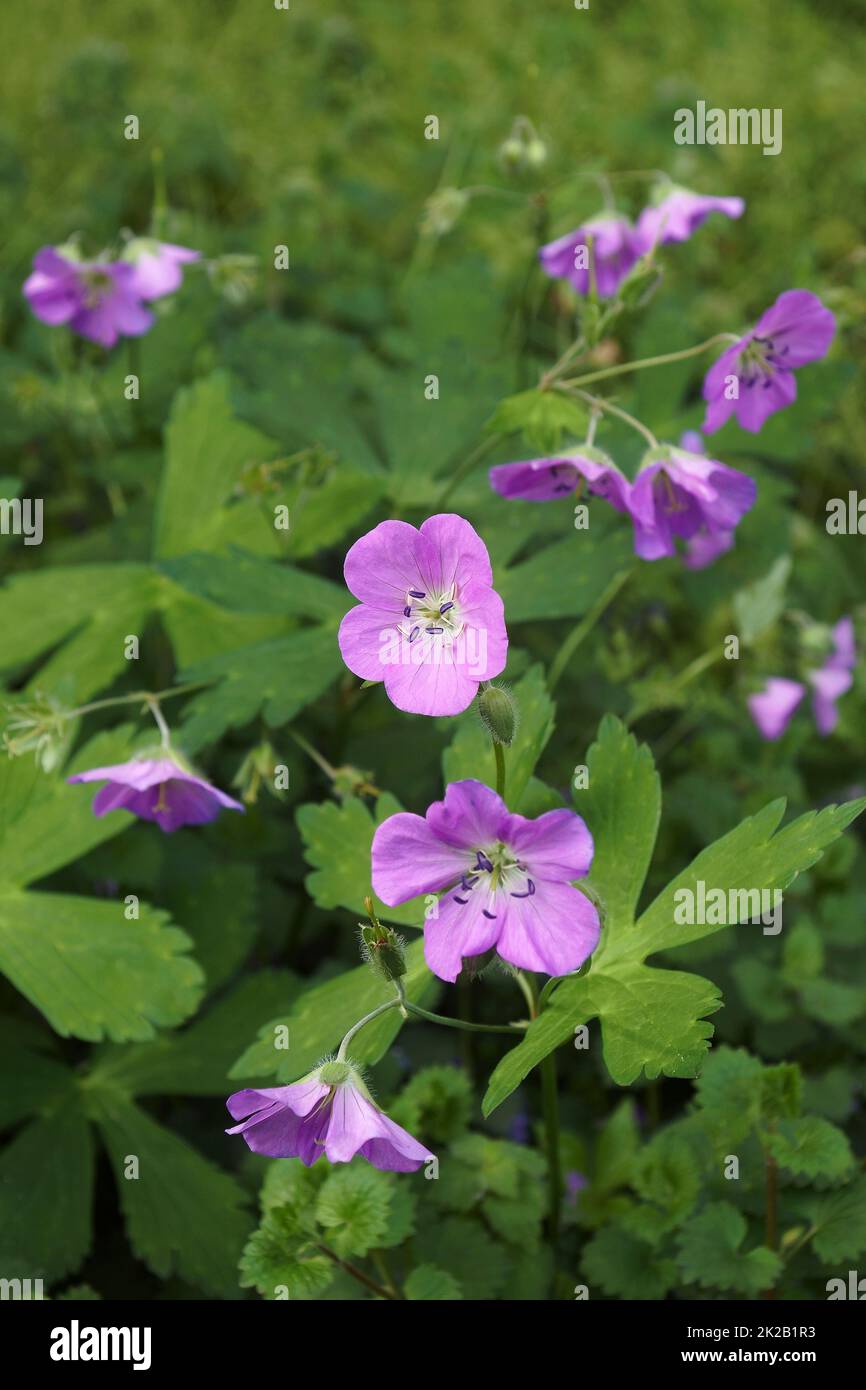 Geranium maculatum flowers hi-res stock photography and images - Alamy