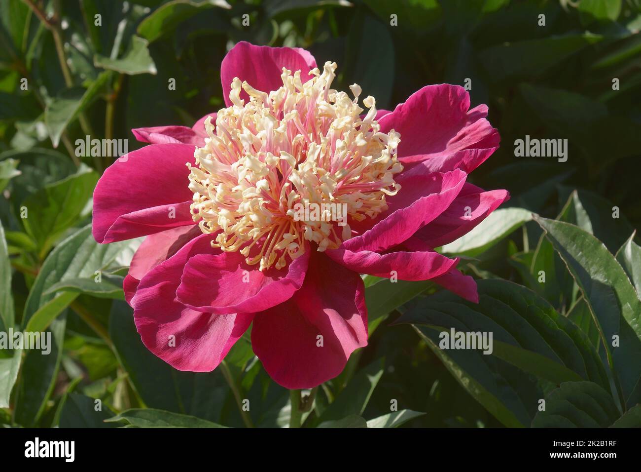 Karen gray hi-res stock photography and images - Alamy