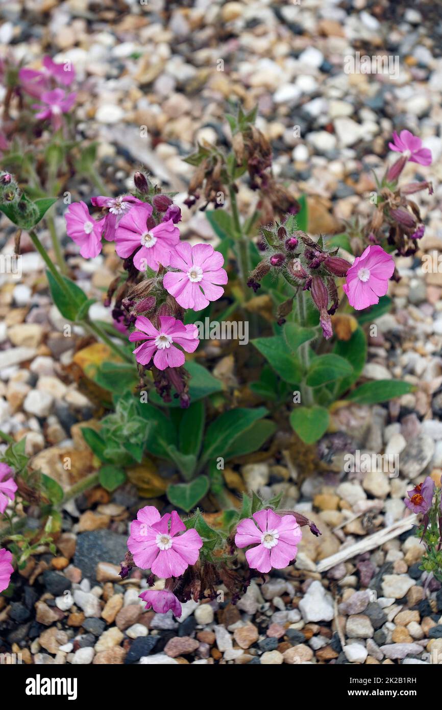 Close-up image of Red campion flowers Stock Photo - Alamy