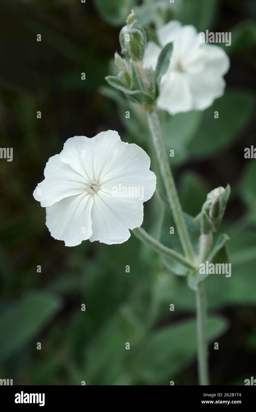 Rose campion silene coronaria hi-res stock photography and images - Alamy