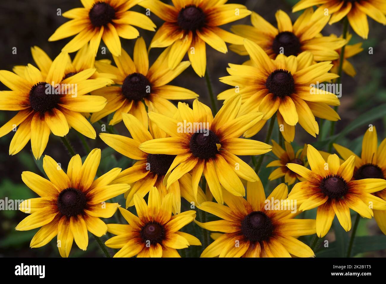 Close-up image of Black-eyed Susan flowers Stock Photo - Alamy