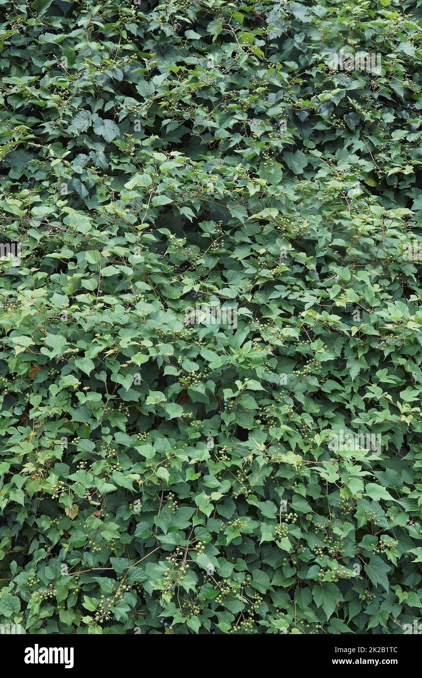 Creeper plants hi-res stock photography and images - Alamy