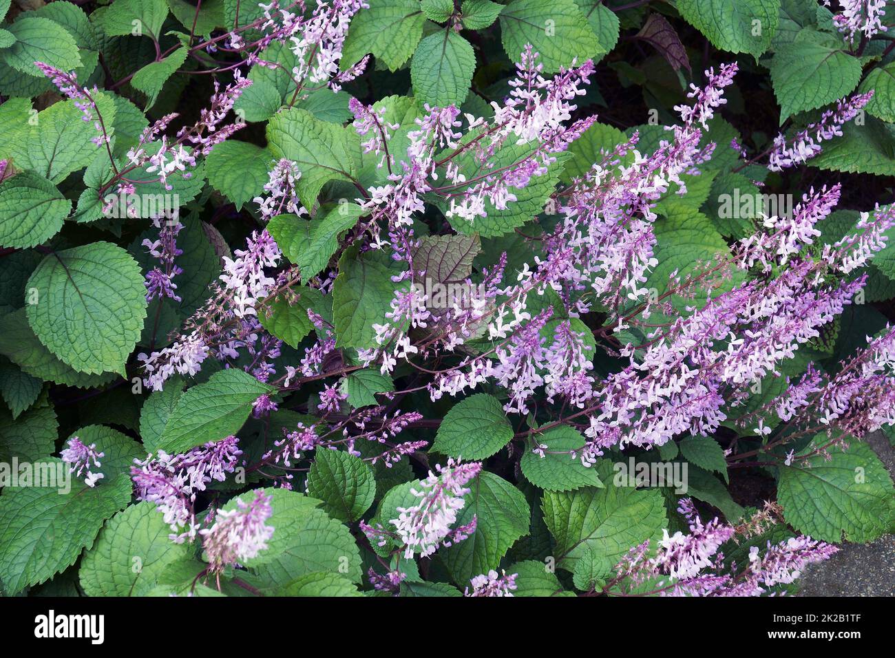 Zulu spurflower hi-res stock photography and images - Alamy