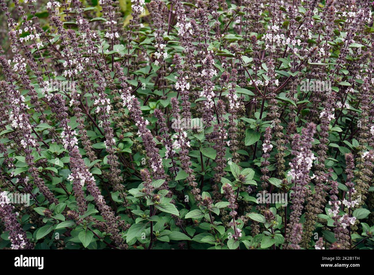 Thai basil hi-res stock photography and images - Alamy