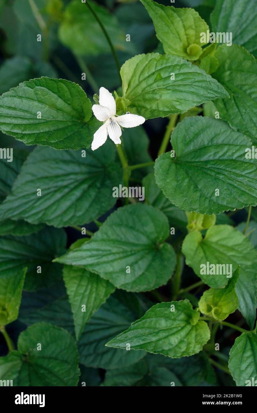 Creamy violet hi-res stock photography and images - Alamy