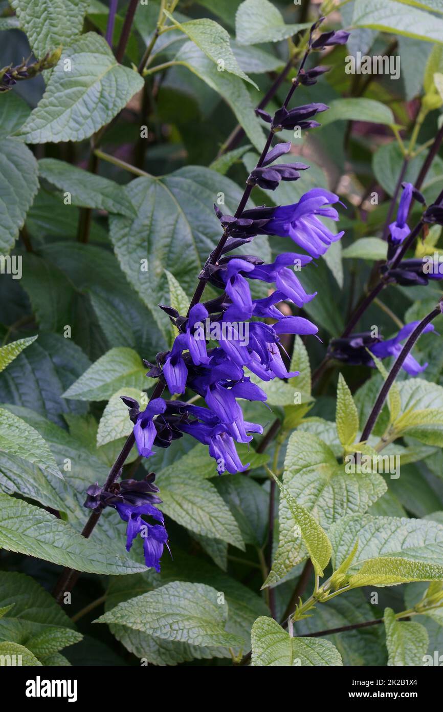 Black and blue salvia hi-res stock photography and images - Alamy