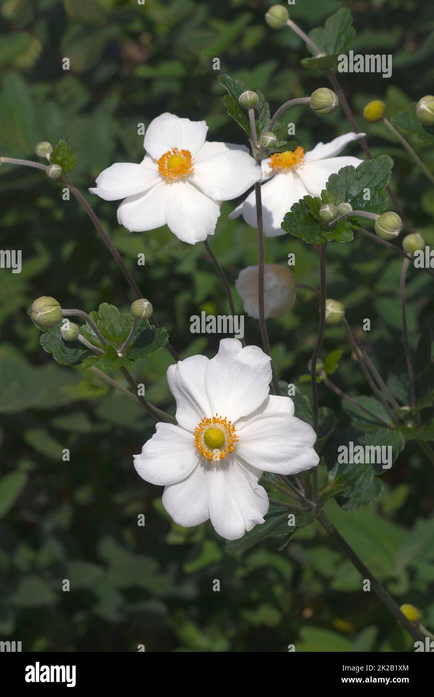 Close-up image of Japanese anemone flowers Stock Photo - Alamy