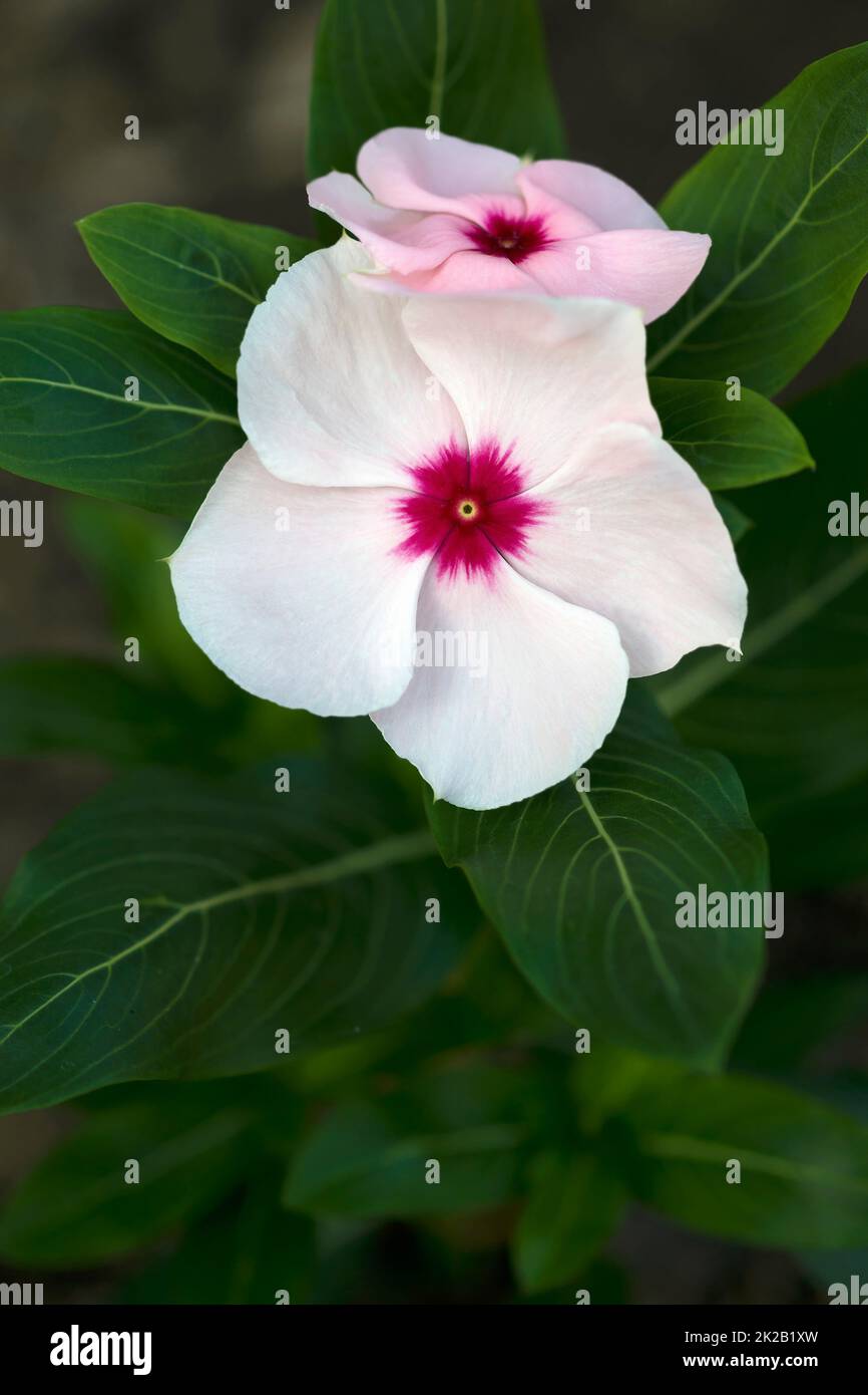 Madagascar periwinkle or rosy periwinkle hi-res stock photography and ...