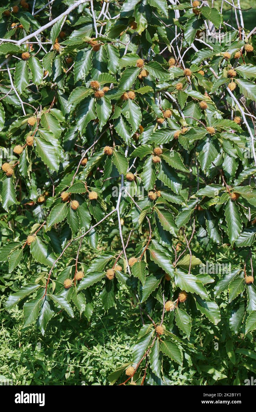 Beech tree seeds hi-res stock photography and images - Alamy