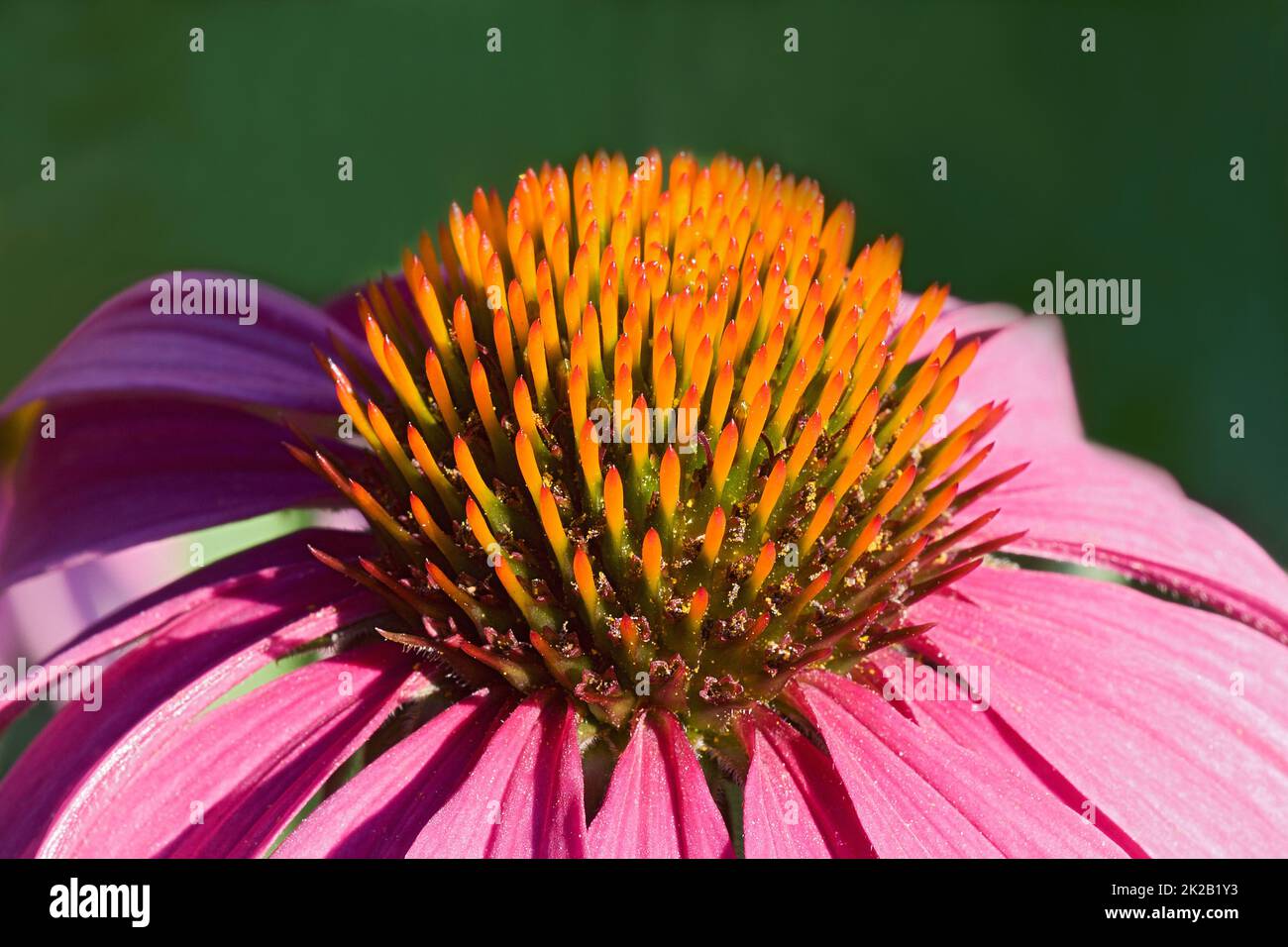 Close-up image of Purple coneflower Stock Photo - Alamy
