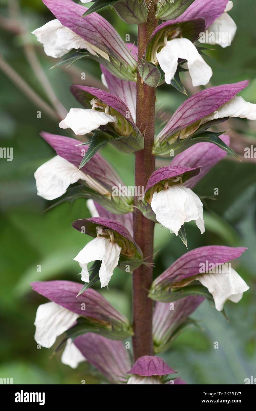 Breeches hi-res stock photography and images - Alamy