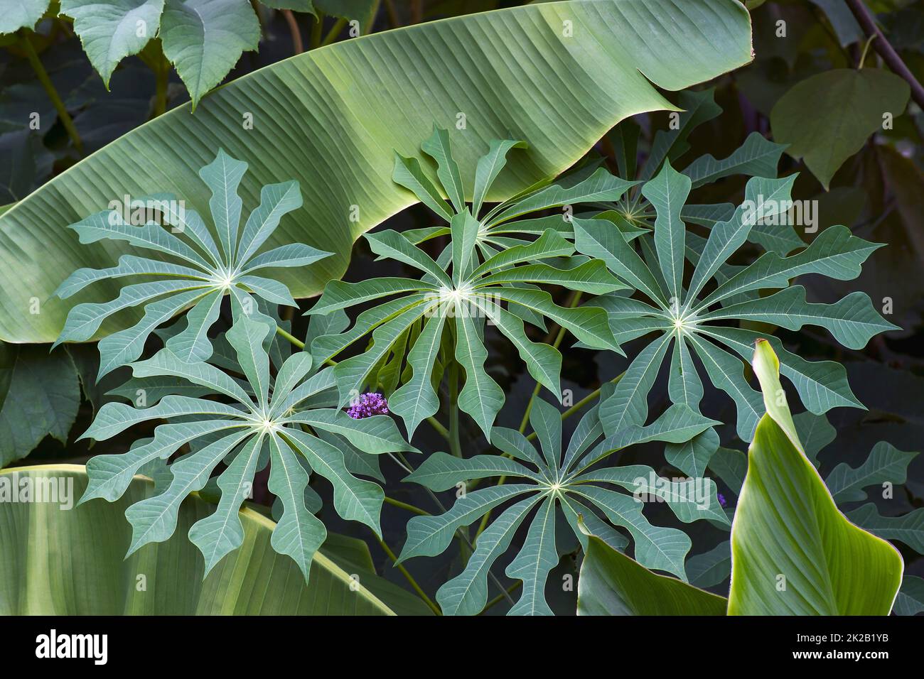 Tapioca Plant Leaves