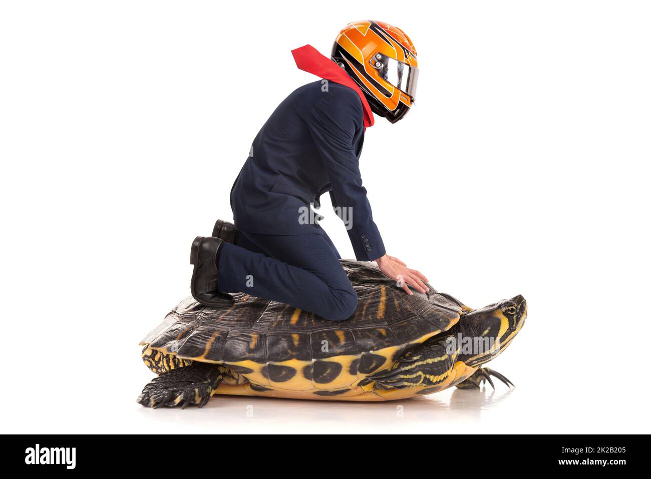 Turtle win Cut Out Stock Images & Pictures - Alamy