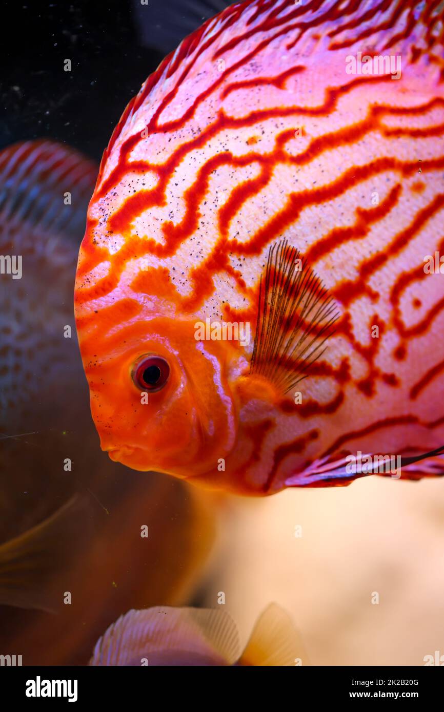 Portrait of a discus discus cichlid in a blackwater aquarium Stock ...