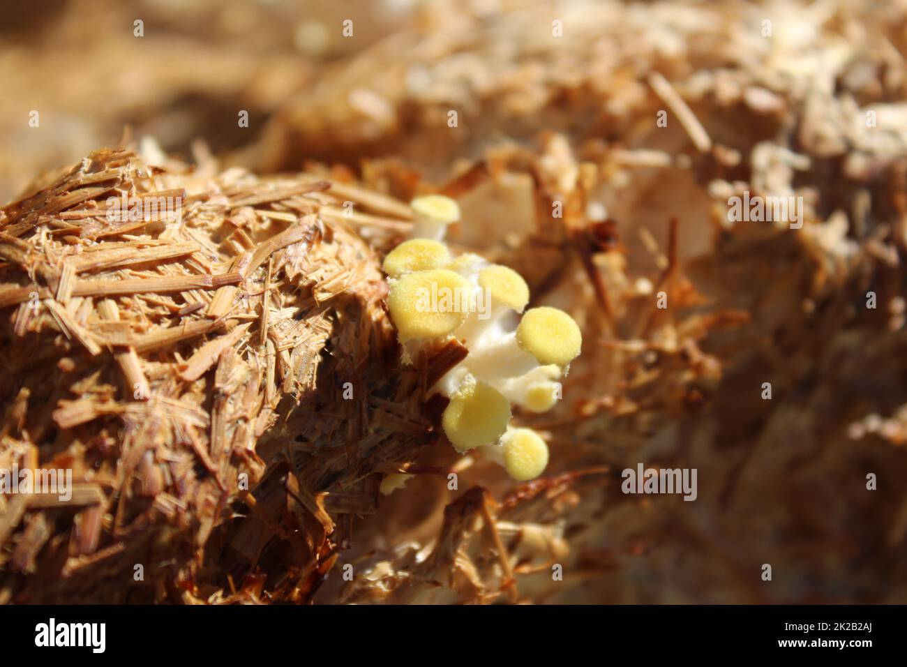 yellow boletus on a mushroom substrate Stock Photo - Alamy