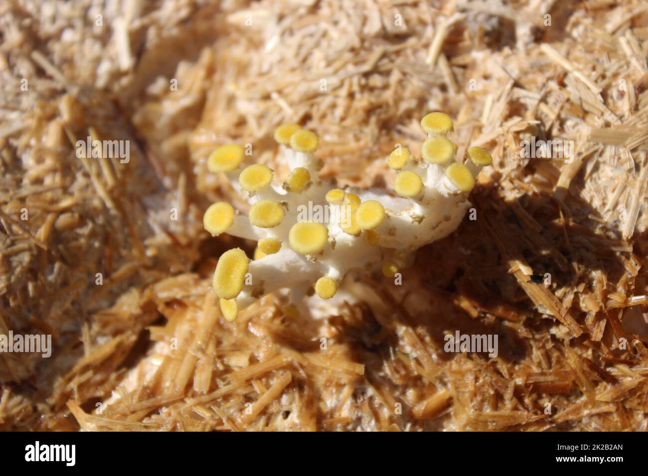 Yellow pleurotus mushroom hi-res stock photography and images - Alamy