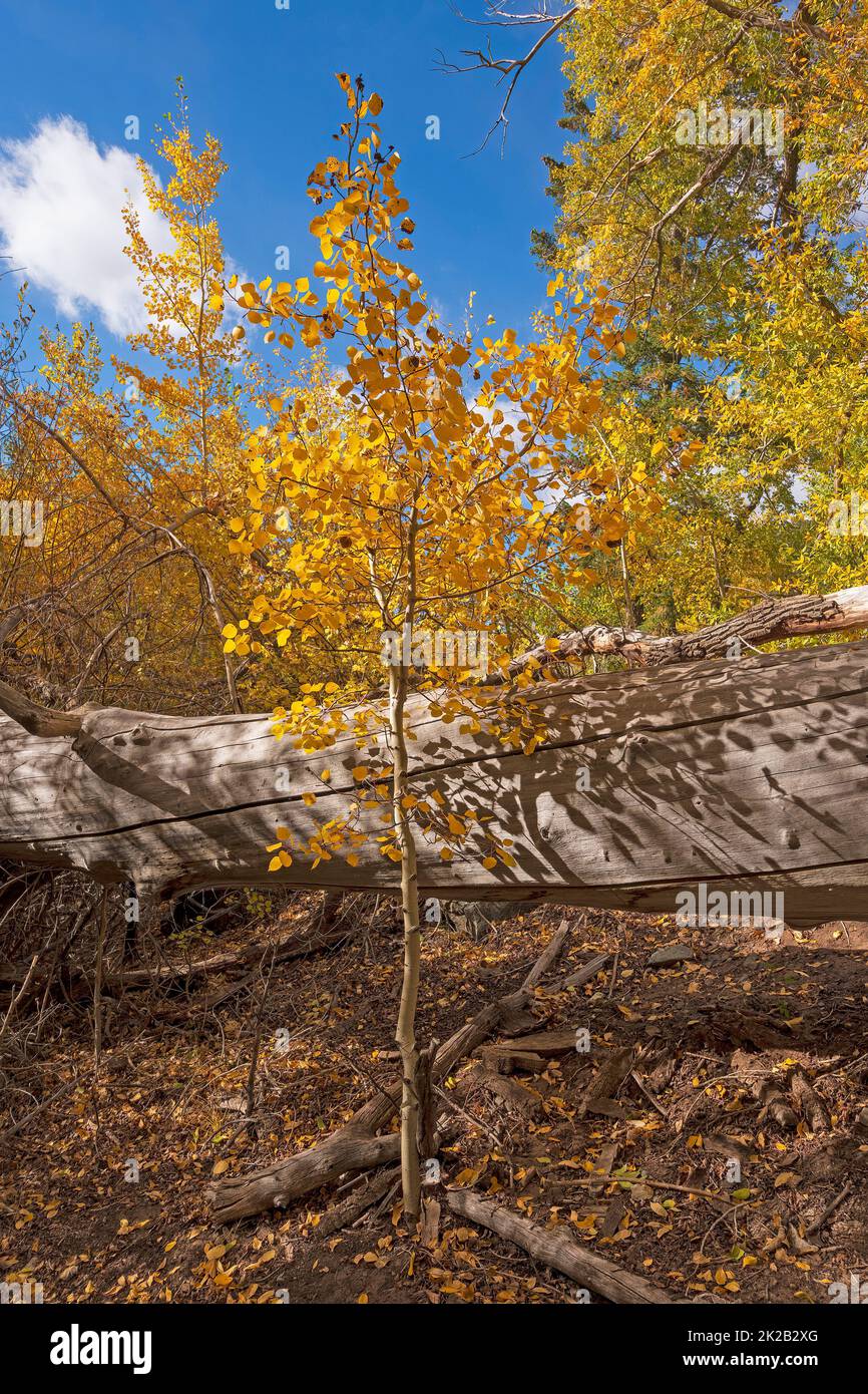 Aspen colors hi-res stock photography and images - Alamy