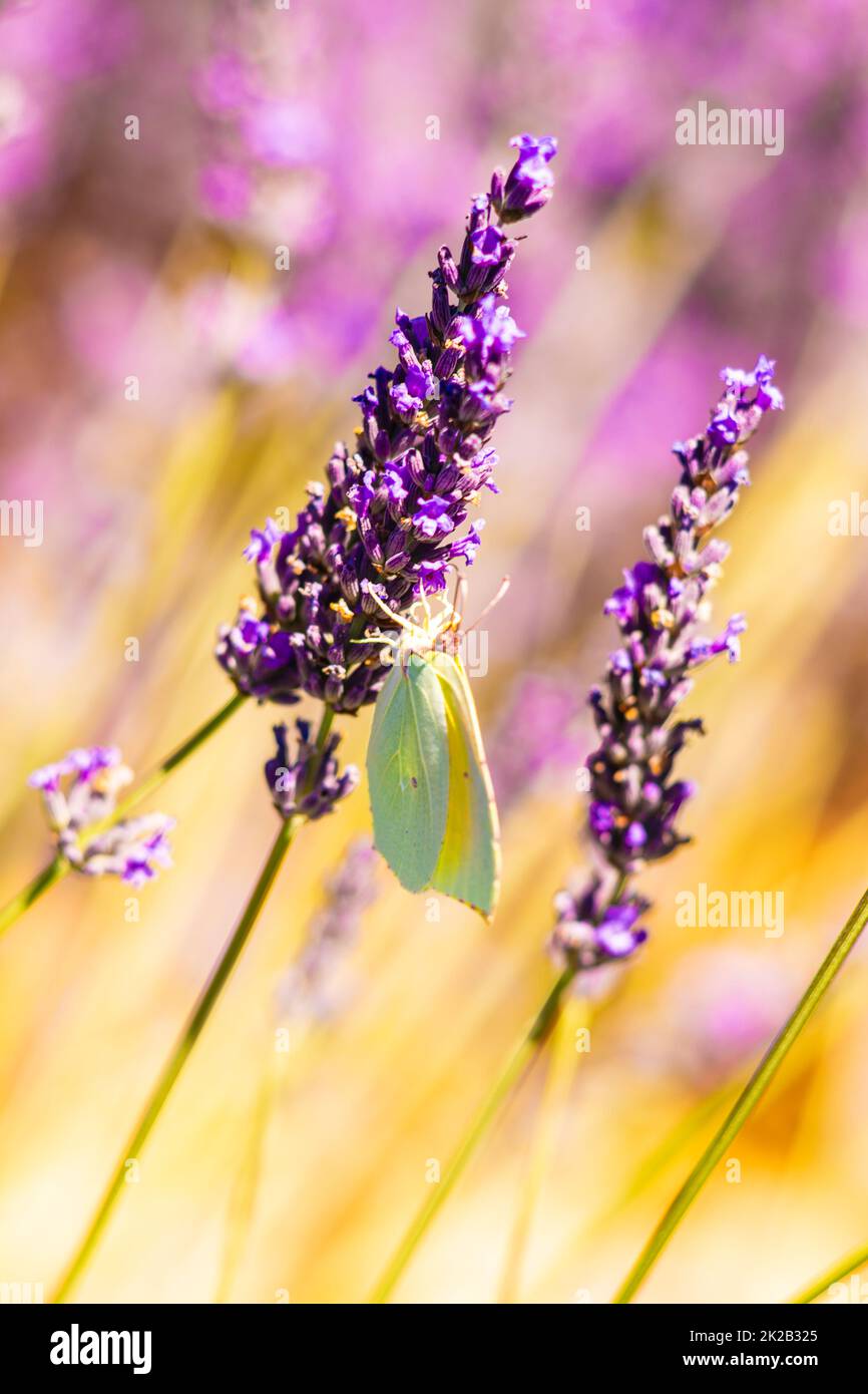 Lavender flowers and butterfly in garden Stock Photo - Alamy