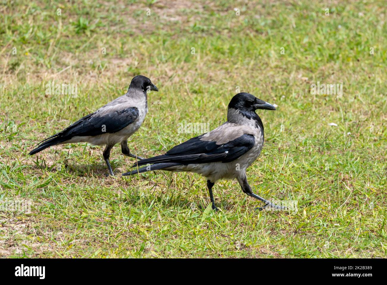 Two hooded crows - jackdaws stand in a meadow Stock Photo - Alamy