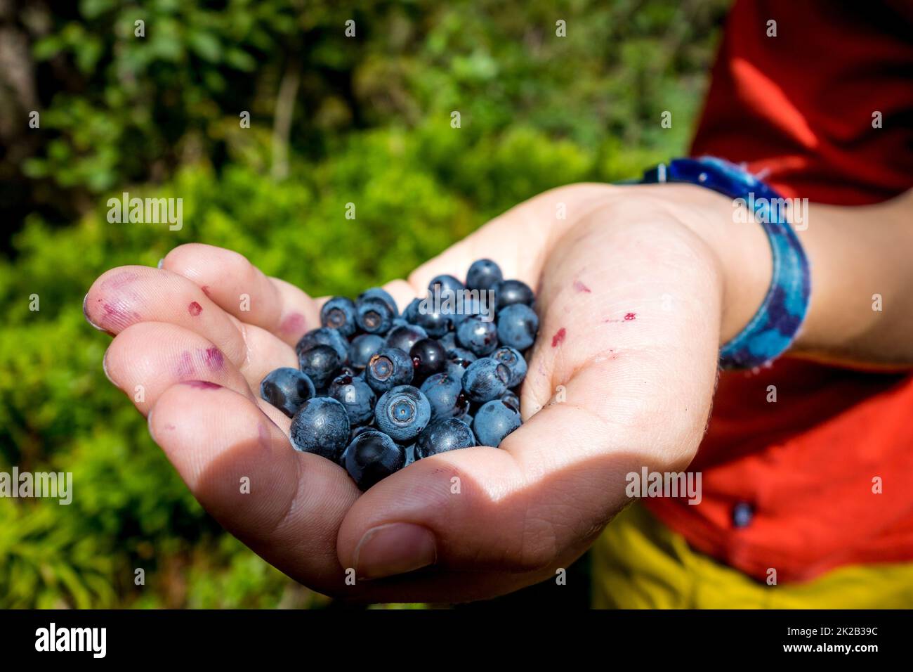 European Blueberry - bilberry - in a hand Stock Photo - Alamy