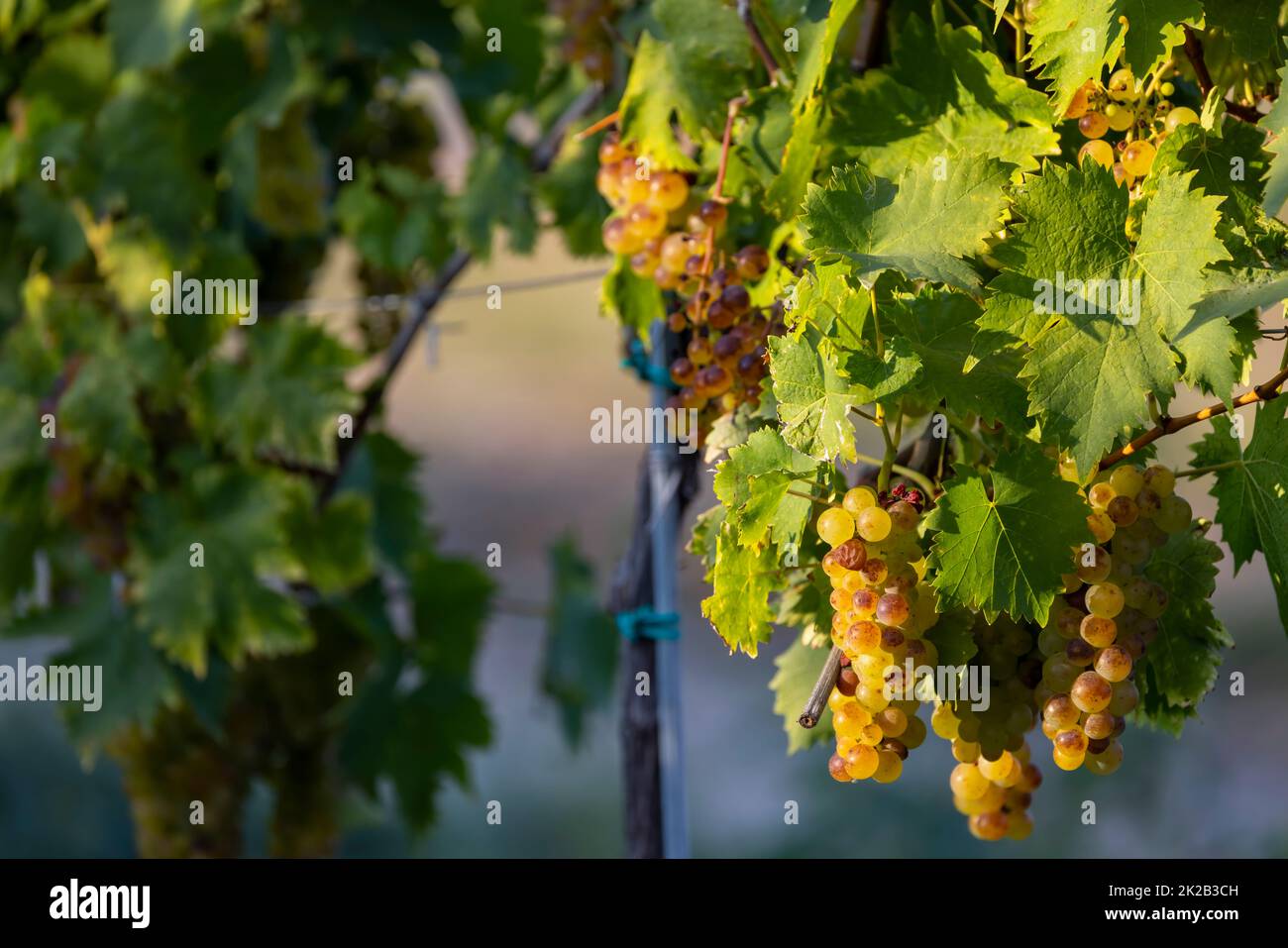 Tokaj hungary world heritage hi-res stock photography and images - Alamy