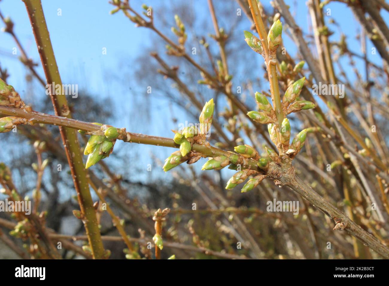 forsythia with buds in the winter in the garden Stock Photo - Alamy
