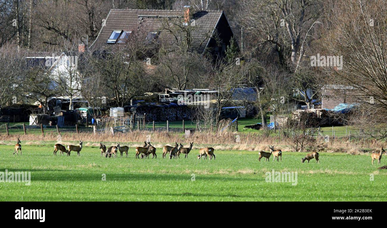 Deer browsing hi-res stock photography and images - Alamy