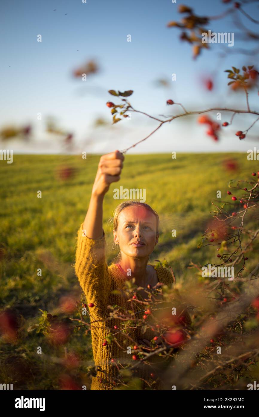 Pretty, young woman collecting rosehip fruit in autumn nature Stock ...