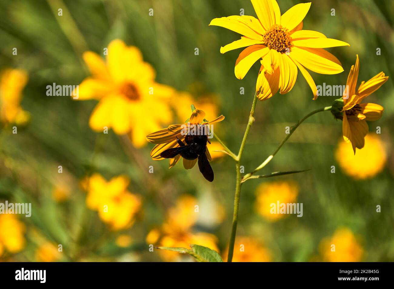 Large bee pollinating on a yellow daisy Stock Photo - Alamy