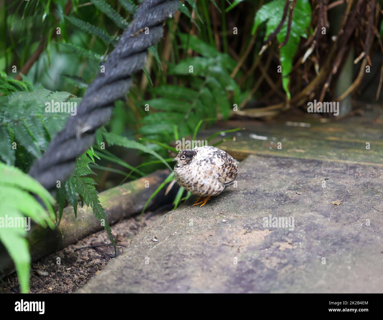 Close-up, portrait of a dwarf quail, a species of pheasants ...