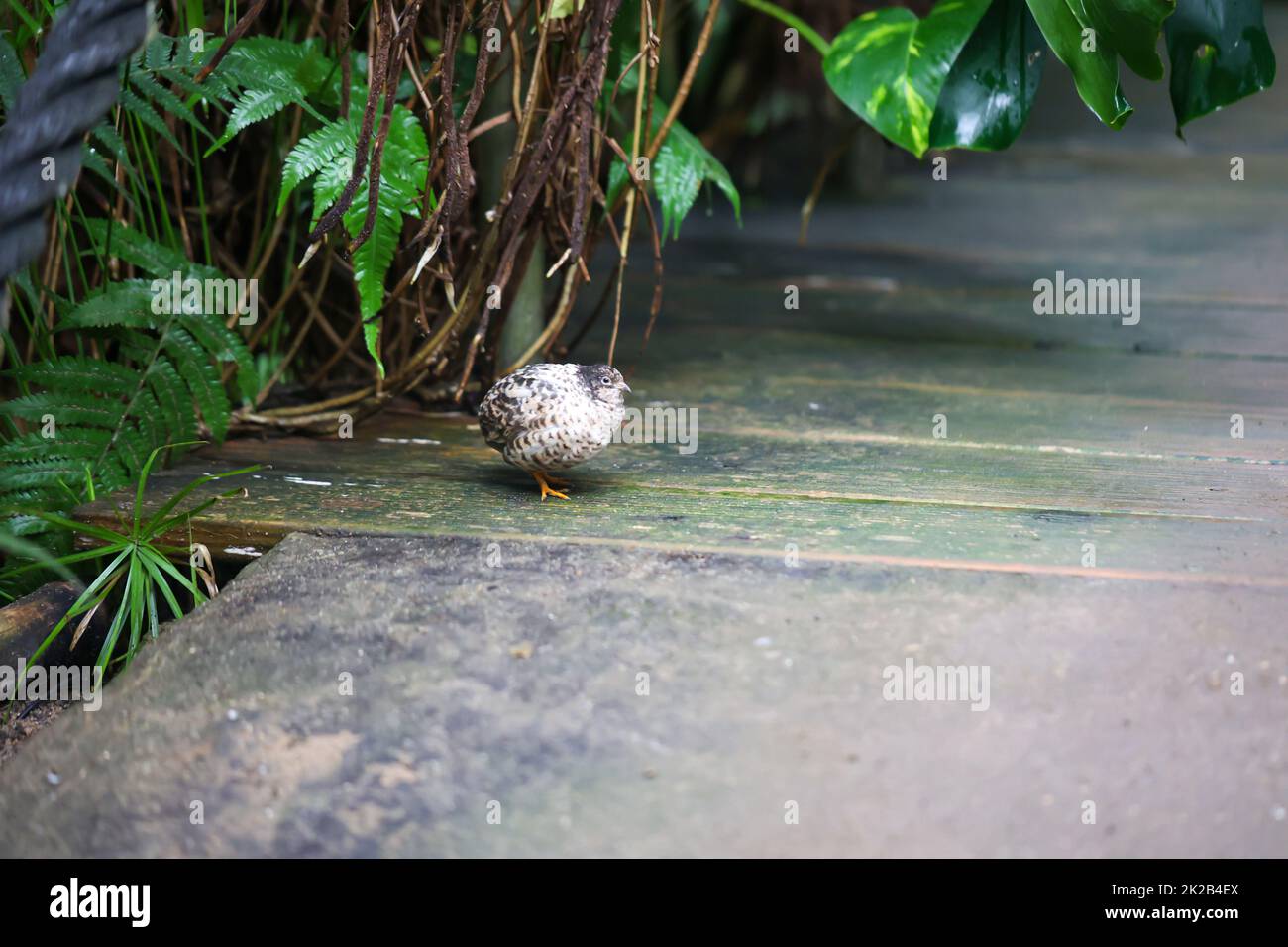 Close-up, portrait of a dwarf quail, a species of pheasants ...